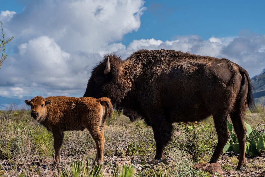 Cemex achieves first bison breeding cycle in its El Carmen Nature ...